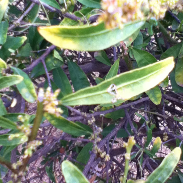 Eaten leaves | Project Noah