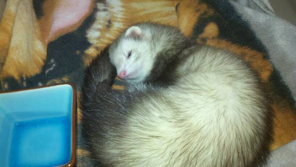 Ferret | Project Noah