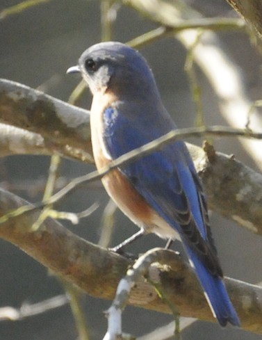 Eastern Bluebird #1 (bright blue tail feather) | Project Noah