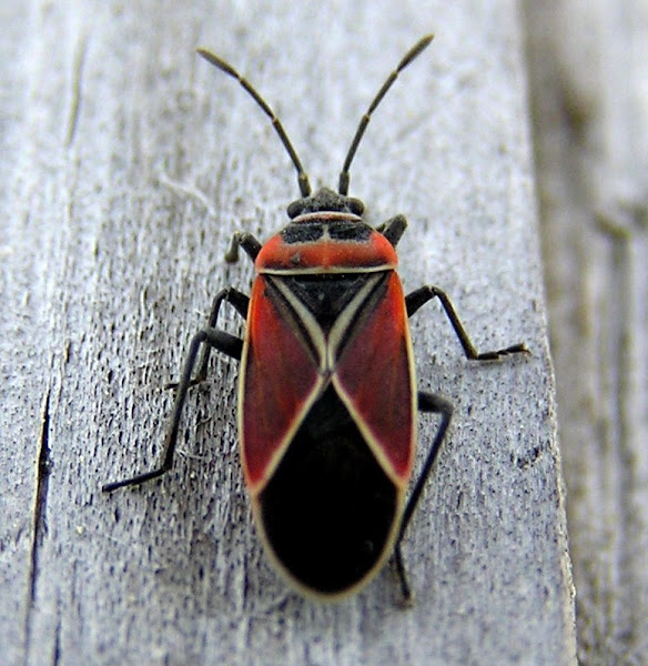 Whitecrossed Seed Bug | Project Noah