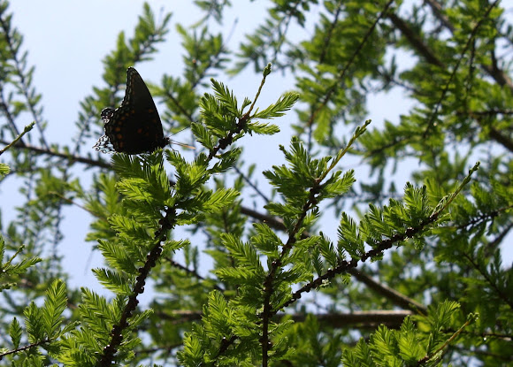 Bald cypress w/galls, insects | Project Noah