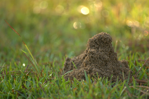 Southern Fire Ant mound | Project Noah