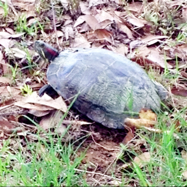 Red-eared Slider | Project Noah