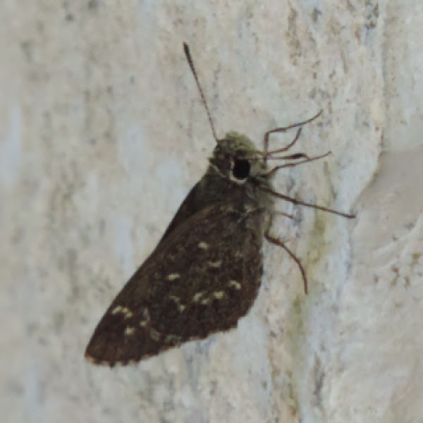 Celia's Roadside Skipper | Project Noah