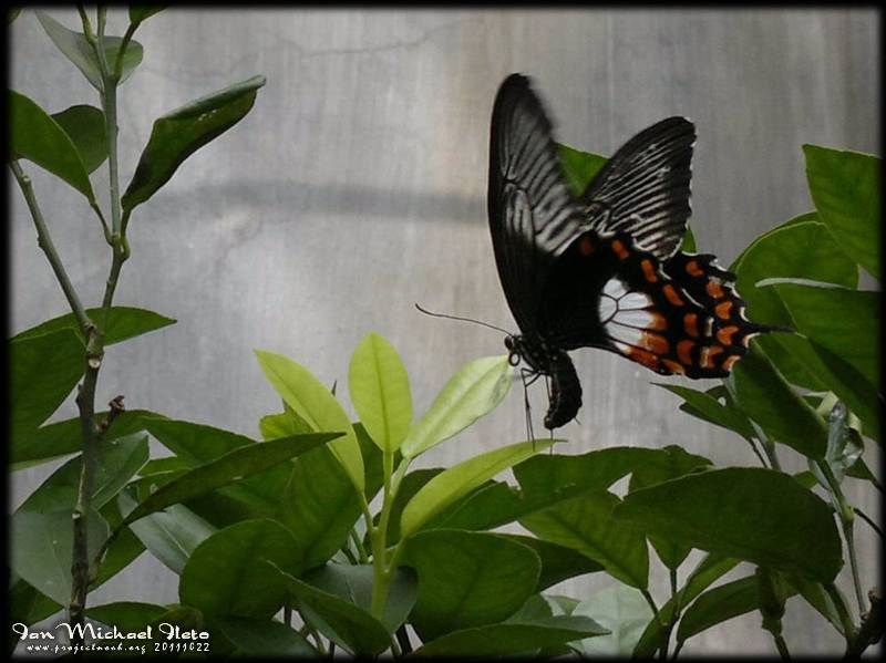 Papilio alphenor | Project Noah