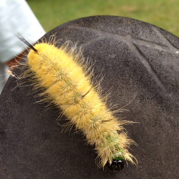 American dagger moth | Project Noah