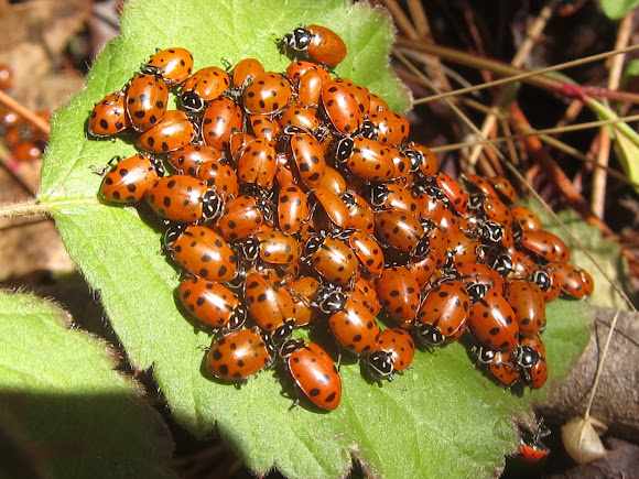 Convergent Ladybugs | Project Noah