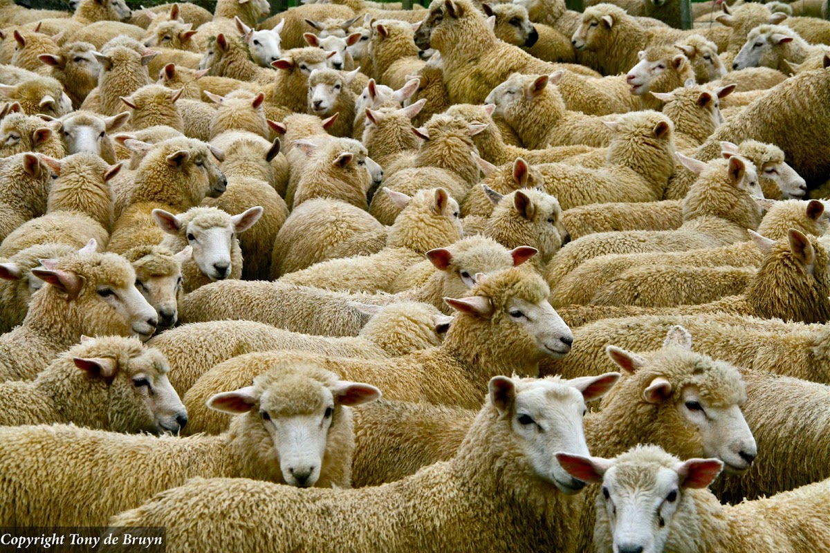 Corriedale Sheep | Project Noah