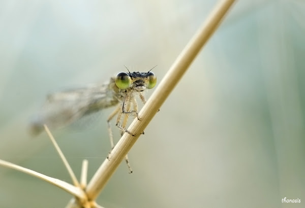 Blue-tailed Damselfly | Project Noah