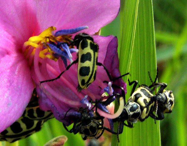 Spotted Maize Beetle | Project Noah