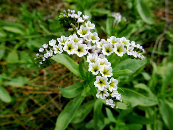 Salt Heliotrope | Project Noah