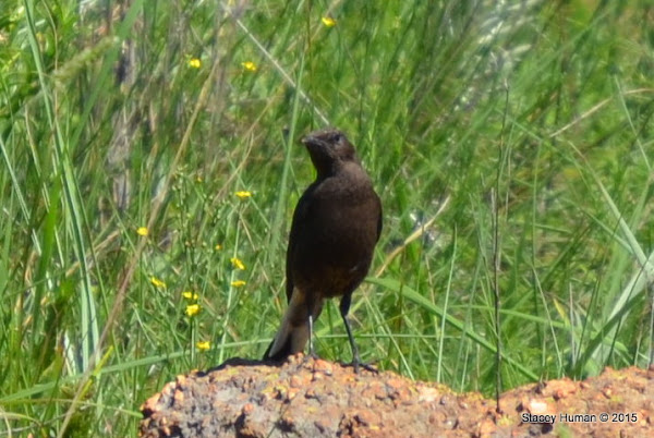 Ant-eating Chat | Project Noah