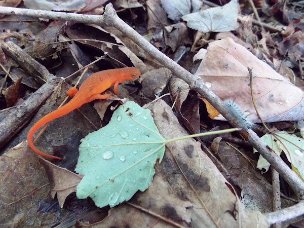 Red Eft | Project Noah