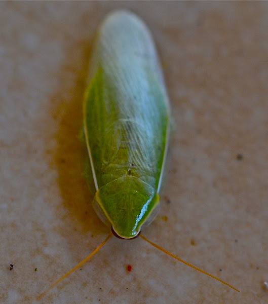 Green Blaberid Cockroach | Project Noah