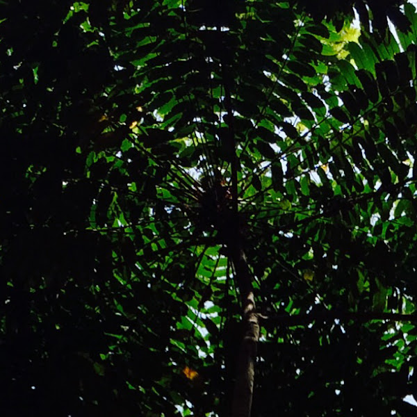 Amugis | Project Noah