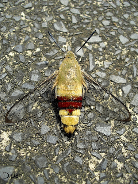 Cephonodes hylas | Project Noah