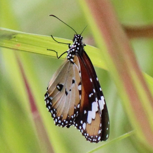 Lesser Wanderer Butterfly | Project Noah