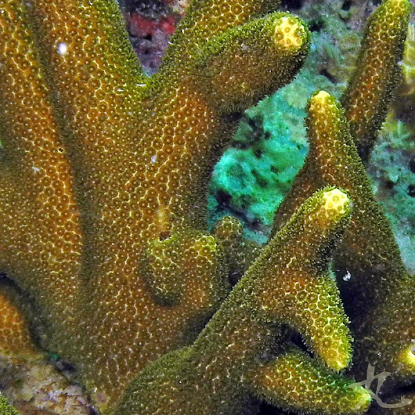 Finger Coral | Project Noah