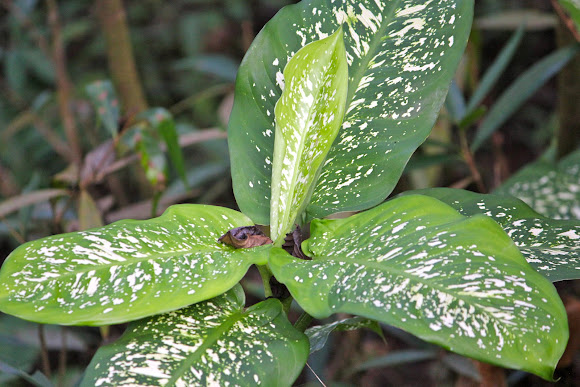 Dumb cane | Project Noah