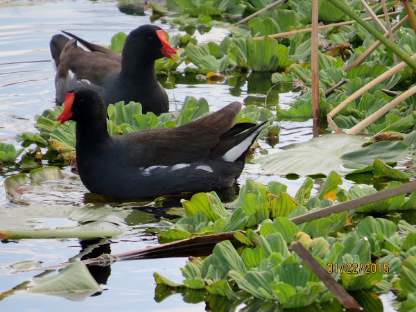 Common gallinule | Project Noah
