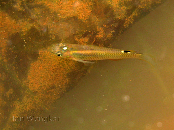 Panchax Killifish | Project Noah