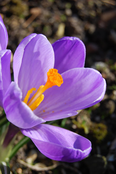 Wilde krokus/ Wild Crocus | Project Noah