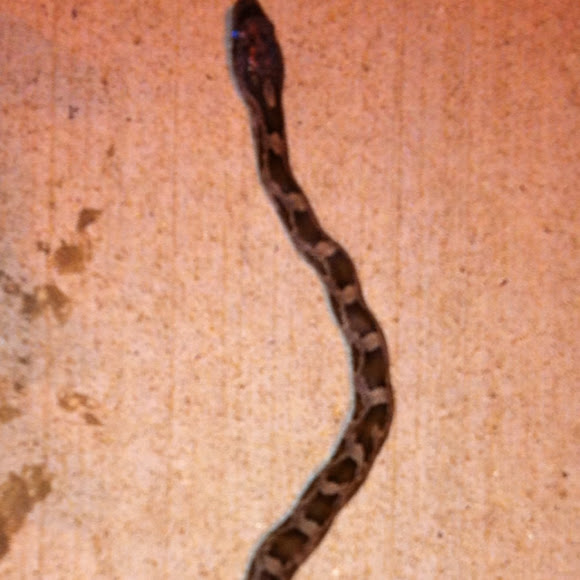 Texas Rat Snake | Project Noah