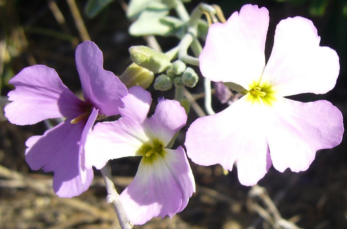 Alhelí de playa | Project Noah