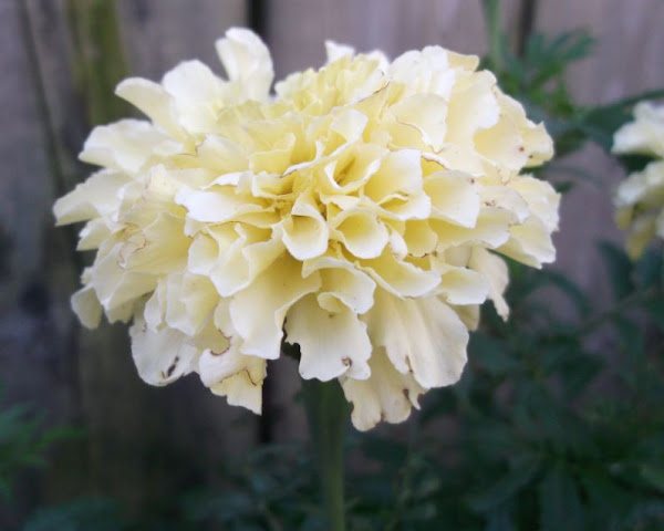 Man-in-the-Moon Marigolds | Project Noah