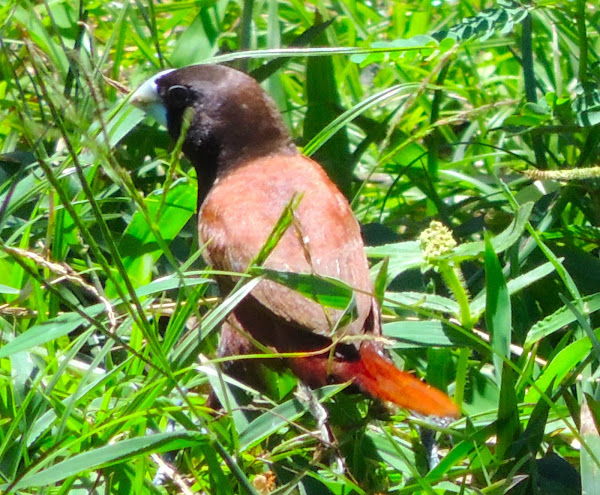 Munia | Project Noah