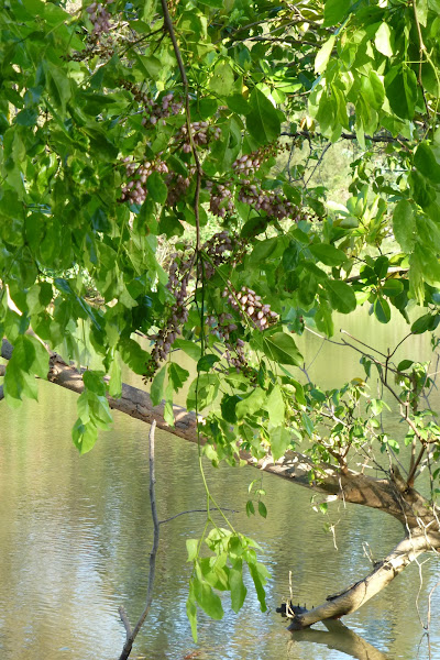 Pongam Oil Tree | Project Noah