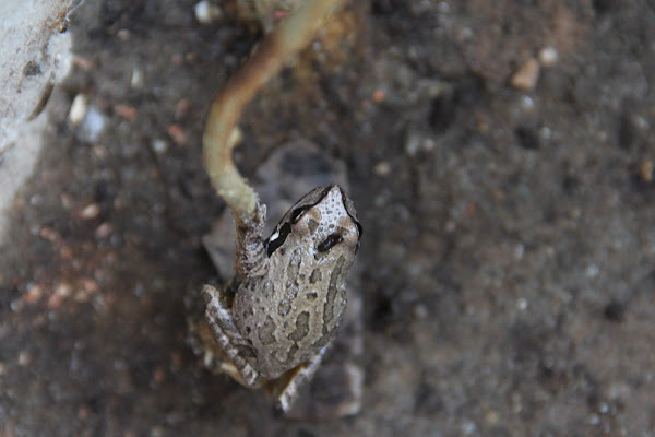 Baja California Tree Frog | Project Noah