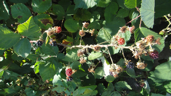 Blackberry | Project Noah