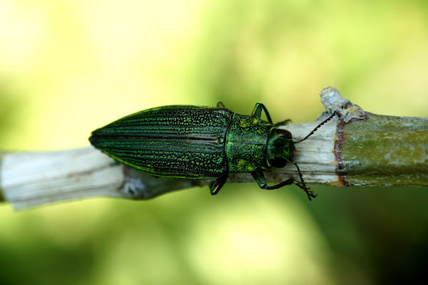 Jewel Beetle | Project Noah