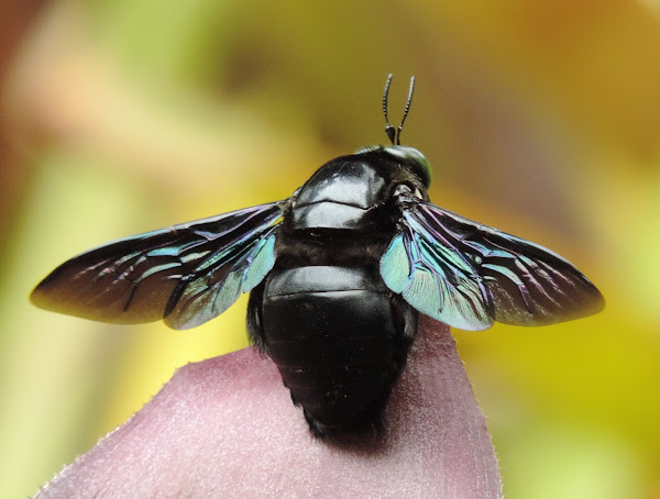 Giant carpenter bee | Project Noah