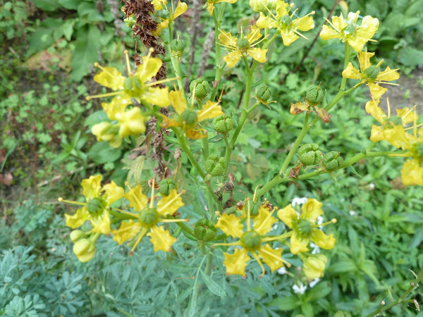 Common Rue | Project Noah