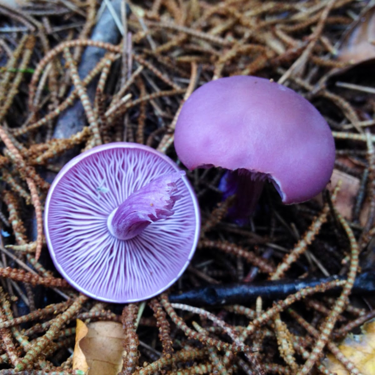 Amethyst deceiver | Project Noah