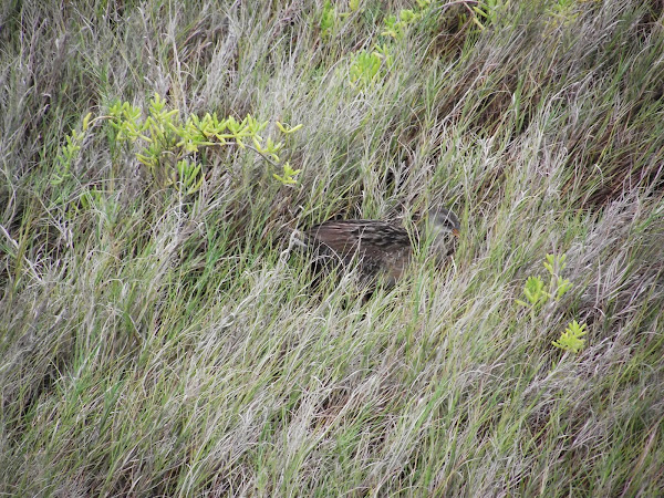 Virginia Rail (chicks and adult) | Project Noah