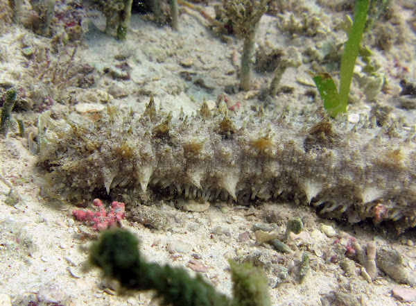 Tiger Tail Sea Cucumber | Project Noah