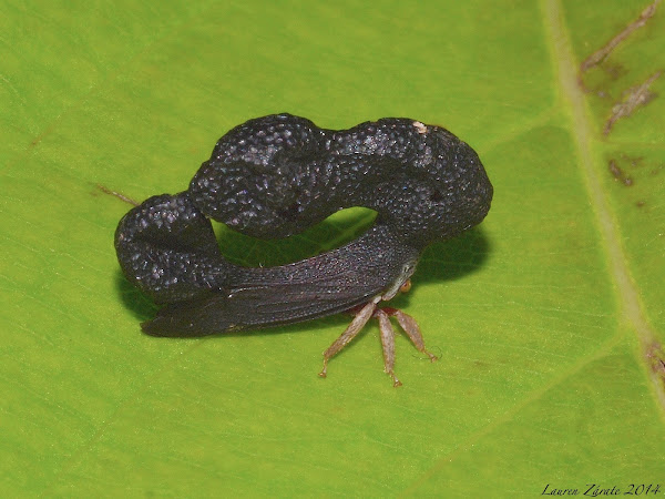 Treehopper | Project Noah