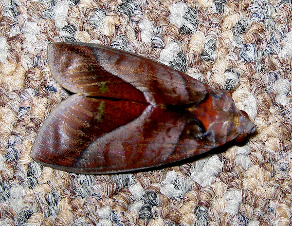 Red Noctuid Moth | Project Noah