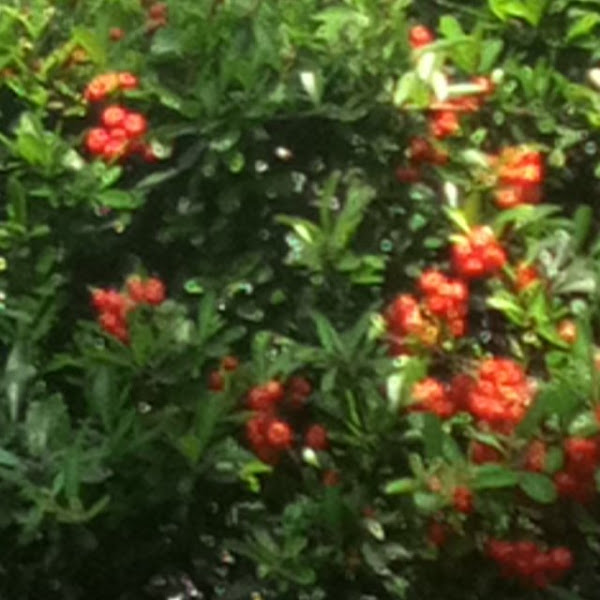 pingüica | Project Noah