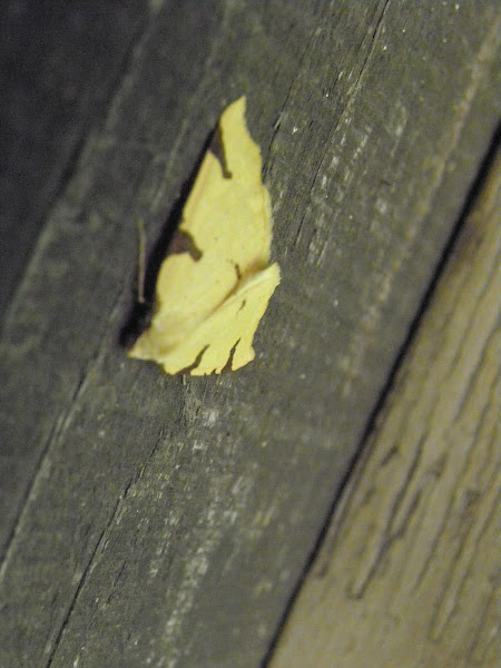 triangle wing moth | Project Noah