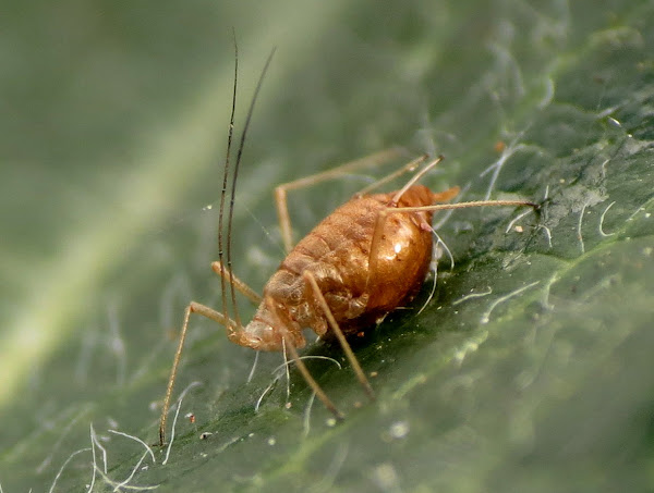 Jerusalem Cricket (Exoskeleton) | Project Noah