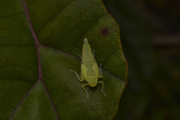 Hopper Nymph | Project Noah