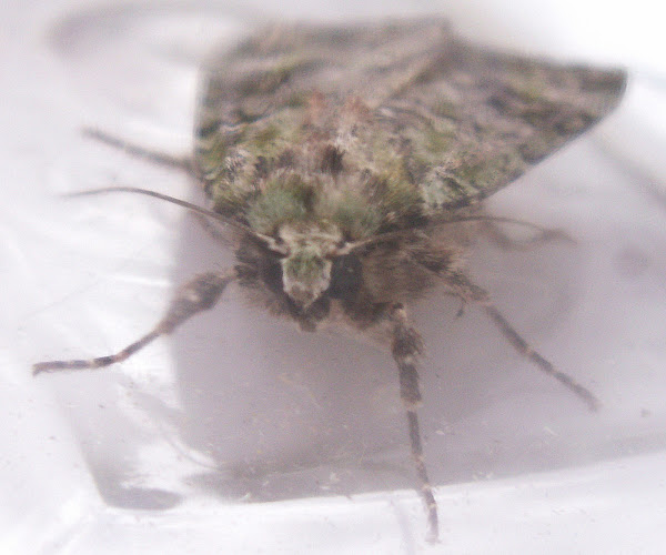 Nutmeg (moth) | Project Noah