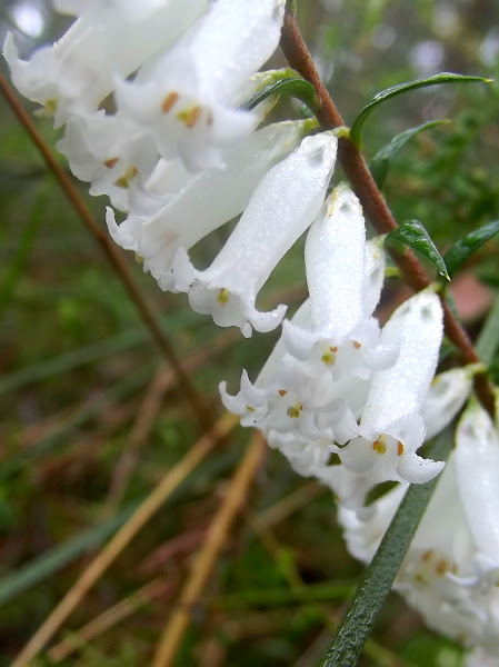 Pink heath | Project Noah