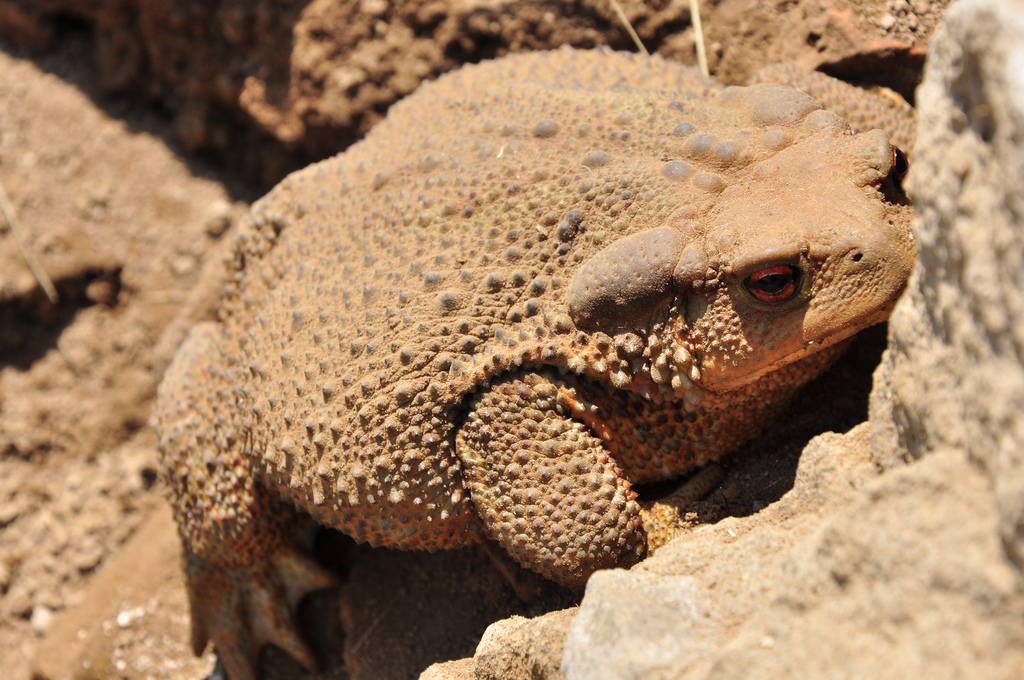 Common toad | Project Noah