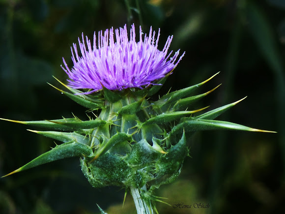 Thistle | Project Noah