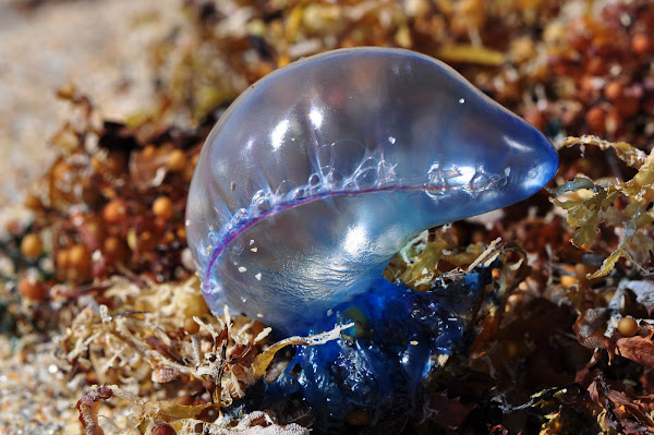 Portuguese Man O War | Project Noah